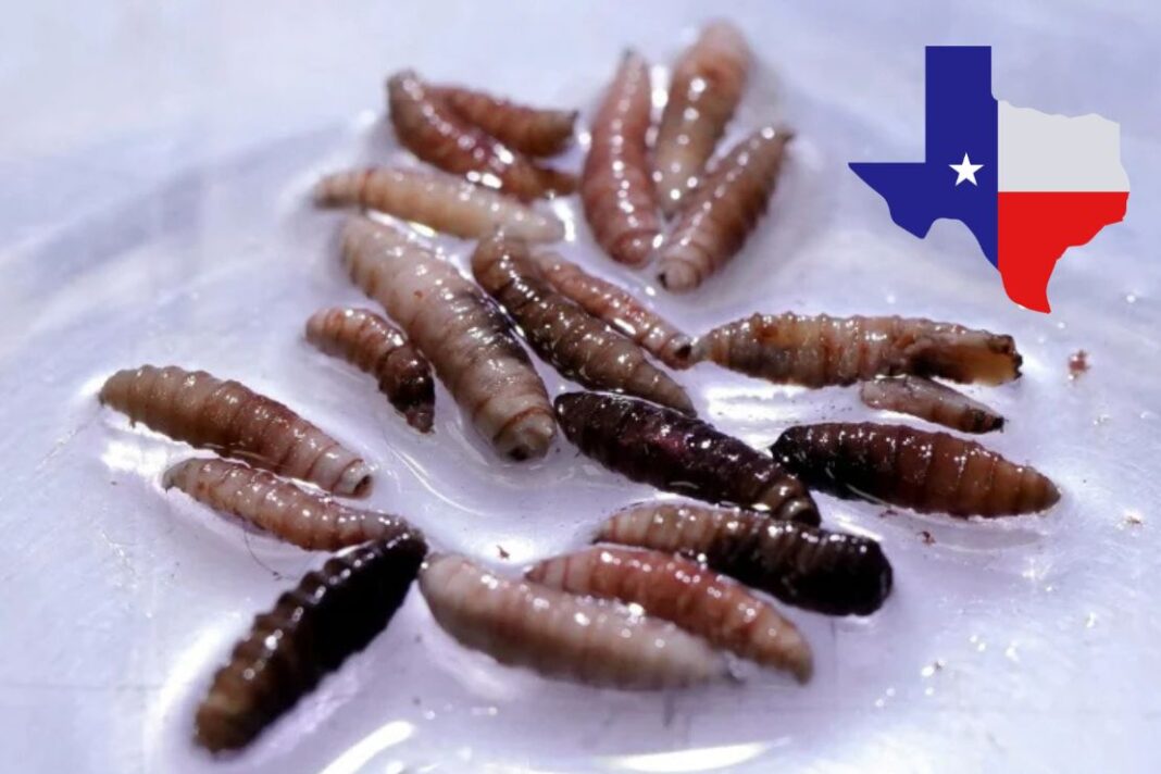 saobserver - Flesh-Eating Screwworm Detected 25 Miles from Texas Border ...